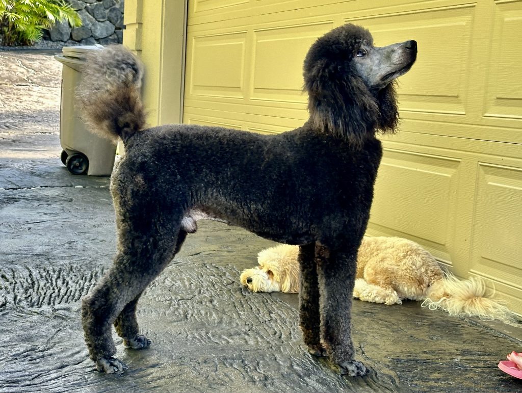 Our Poodles – Kona Poodles