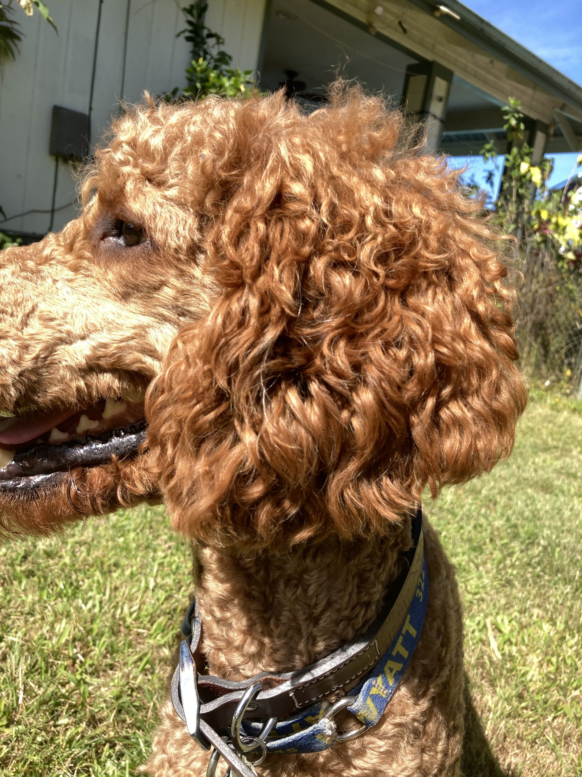 Our Poodles – Kona Poodles